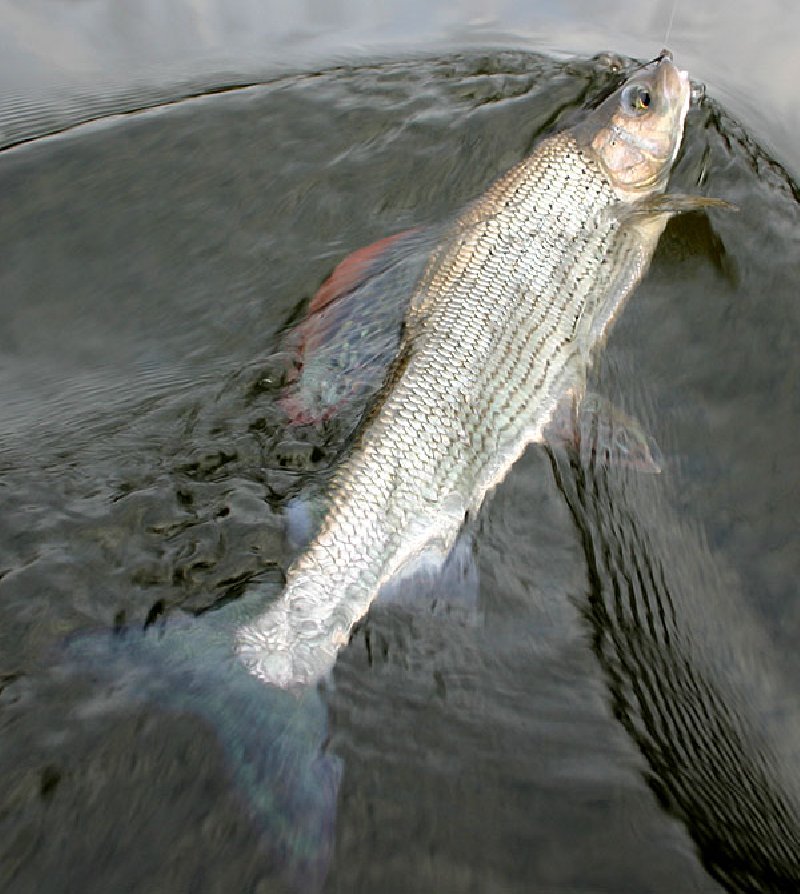 Goret time... - pêche à la mouche